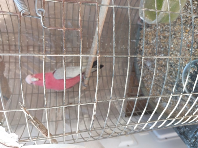 bird Galah 1 year old not tamed but very friendly .with Cage. | Birds ...