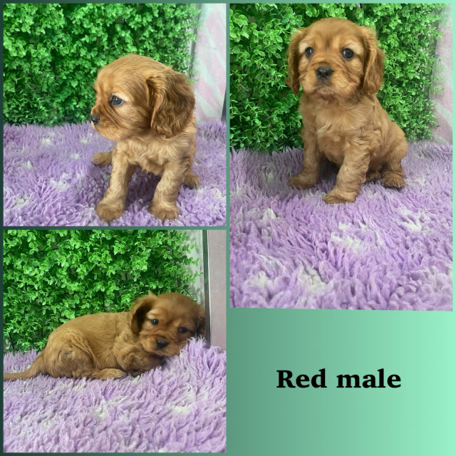 All pup sold new litters coming soon check fb page Dellaluna | Dogs ...