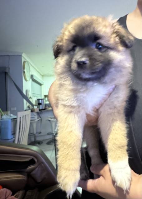 Japanese Spitz x Pomeranian x Foxy Puppies (9weeks) | Dogs & Puppies ...