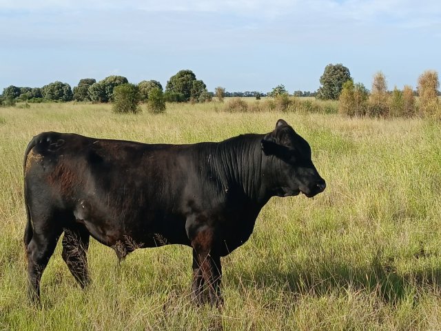 Black Angus bulls | Livestock | Gumtree Australia Dalby Area - The Gums ...