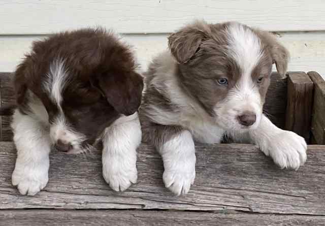 Pure Border Collie -DNA Tested parents | Dogs & Puppies | Gumtree ...
