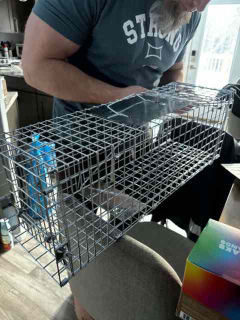 TRAP Humane Possum Feral Cage Cat Rabbit Bird Animal Dog Hare Fox Liv ...