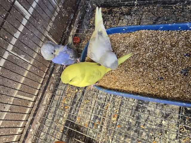 Baby budgies | Birds | Gumtree Australia Casey Area - Cranbourne West ...