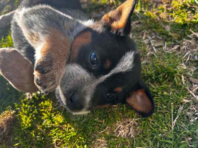 Blue Cattle Dog Puppies | Dogs & Puppies | Gumtree Australia Walcha ...