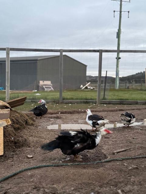🔥Rare Muscovy Ducks – Pied, White & Copper! Fertile Eggs, Ducklings ...