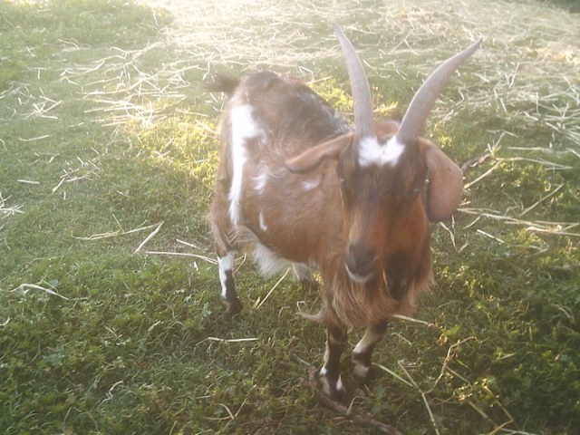 Pygmy Buck 50% and Four Miniature does | Livestock | Gumtree Australia ...