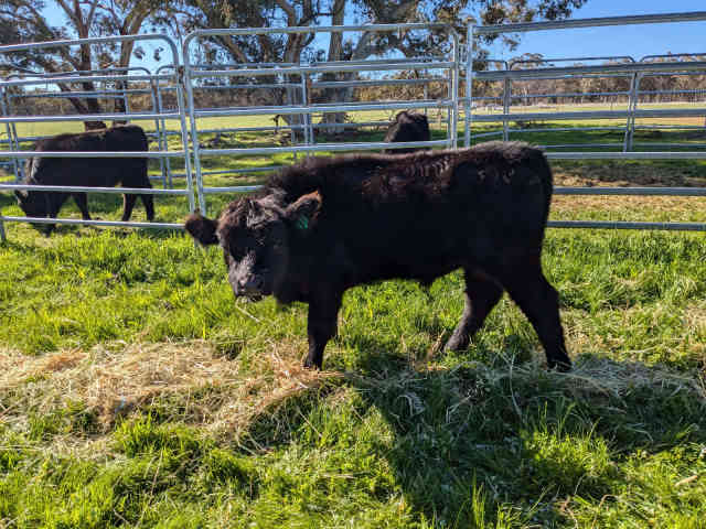 Angus Lowlines | Livestock | Gumtree Australia Pingelly Area - East ...