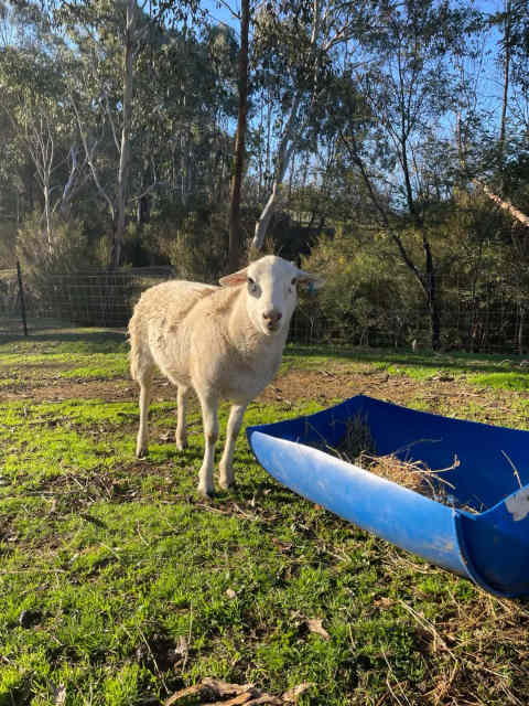 Dorper x Aussie White Wethers $120 each | Livestock | Gumtree Australia ...