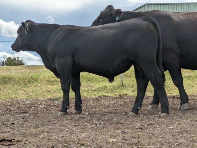 registered Angus bull | Livestock | Gumtree Australia Southern Downs ...