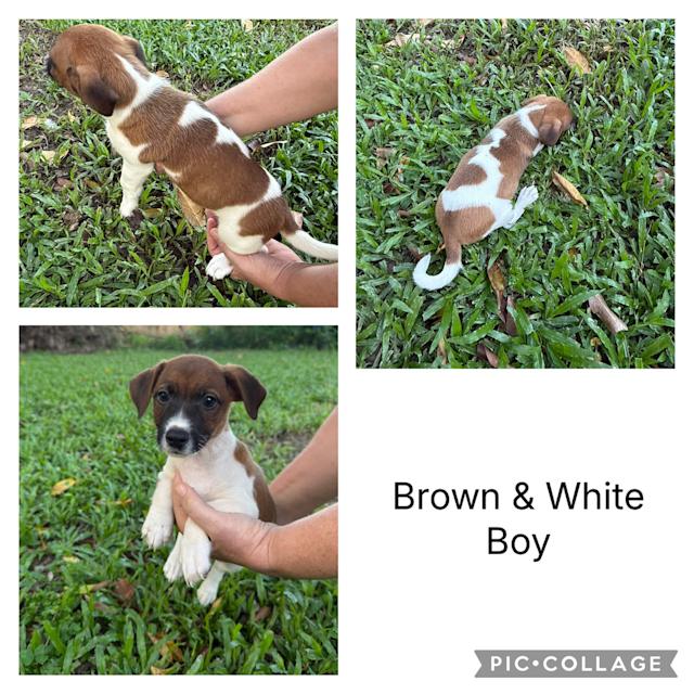 Jack Russell x Mini Foxy Puppies 🐶 | Dogs & Puppies | Gumtree Australia ...