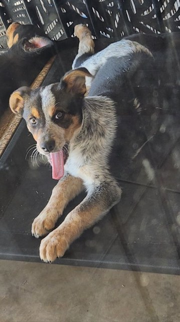 stumpy tail 5 month old male needs loving new home | Dogs & Puppies | Gumtree Australia Dalby ...