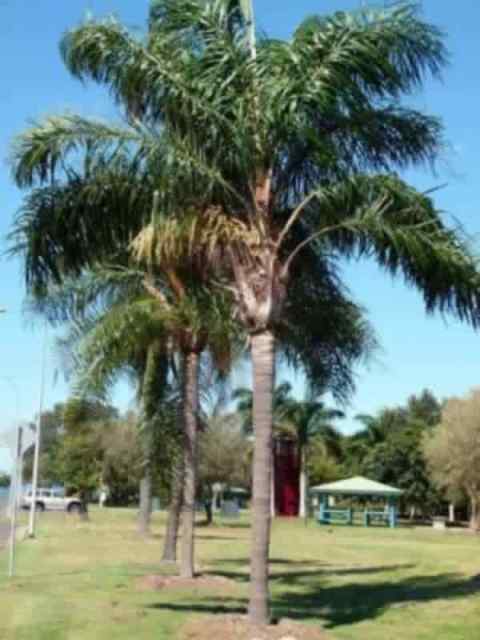 Queen palms (formally cocos ). 2M high, sun hardened $10 - Plants in ...