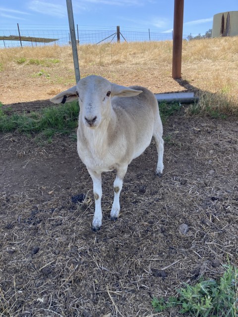 Australian White Ram | Livestock | Gumtree Australia Tumut Area - Tumut ...