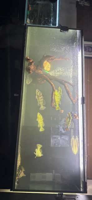 COMPLETE 6 FOOT TANK SETUP WITH EXOTIC FISH | Fish | Gumtree Australia ...