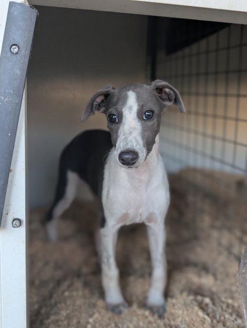 SENSATIONAL TRUE TO TYPE WHIPPET PUPS 🩷🩵 REDUCED FOR THIS WEEK | Dogs ...