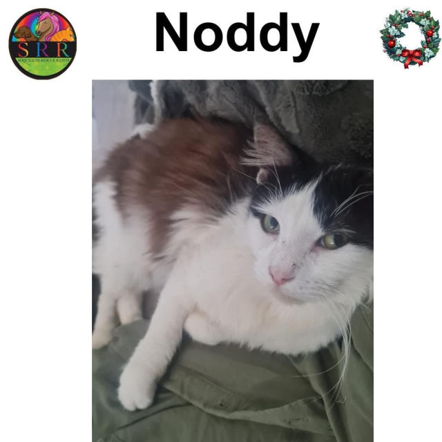 Noddy - Soquilichi Rescue Ranch | Cats & Kittens | Gumtree Australia ...