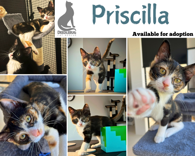 Princess Priscilla! Fun loving calico kitten - Deedlebug Cat Rescue ...