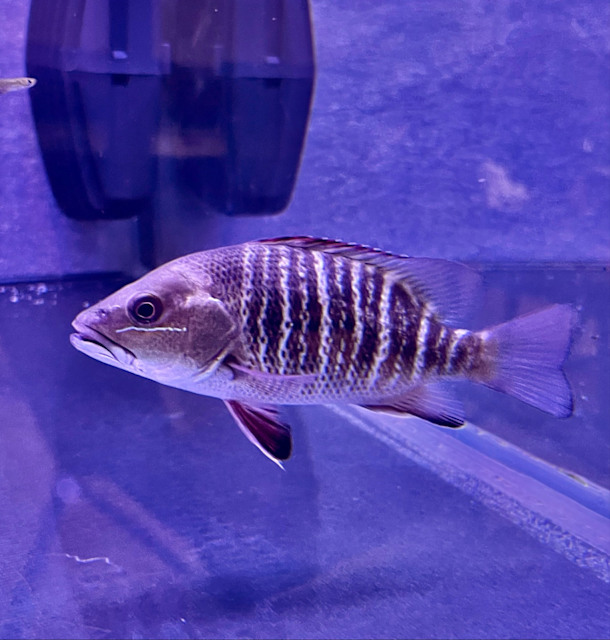 Freshwater mangrove jack | Fish | Gumtree Australia Mackay City - Rural ...