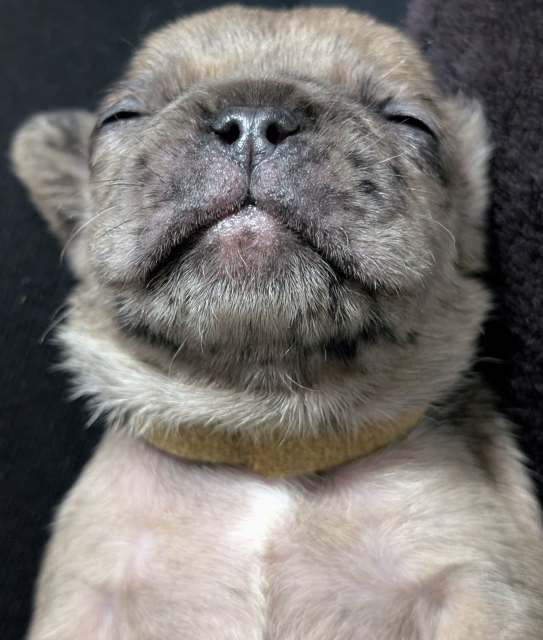 French Bulldog Pups | Dogs & Puppies | Gumtree Australia Tea Tree Gully ...