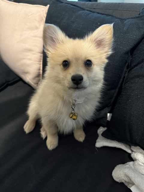 REHOMING PUPPY ASAP | Dogs & Puppies | Gumtree Australia Marion Area ...