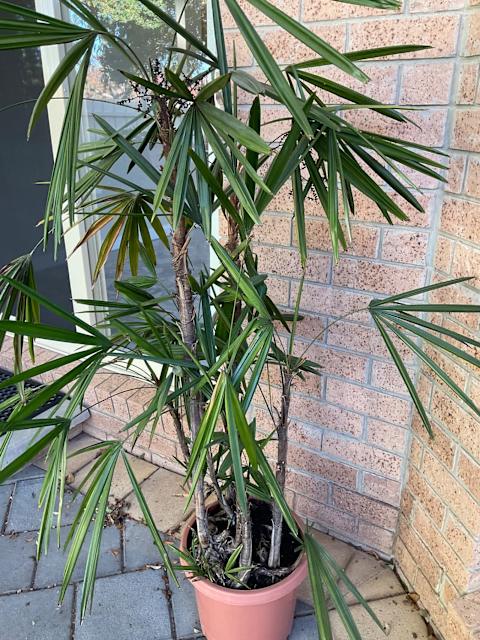 Small potted palms for sale - Plants in Amaroo ACT | Gumtree Australia