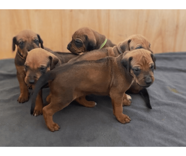 Pure Breed Rhodesian Ridgeback Puppies for Sale- $2800 | Dogs & Puppies ...
