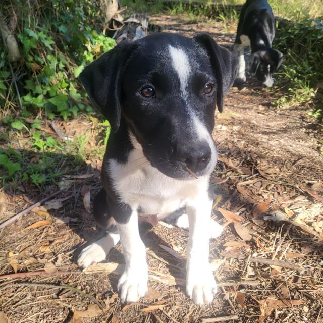 GSP x Border collie (German Shorthair Pointer) | Dogs & Puppies ...