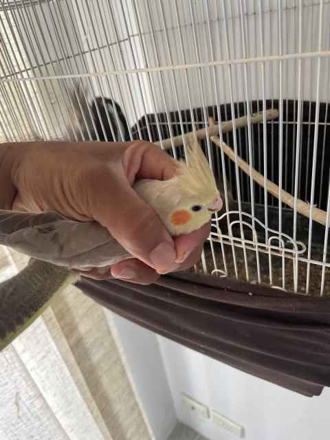 Baby weiros | Birds | Gumtree Australia Wanneroo Area - Marangaroo ...