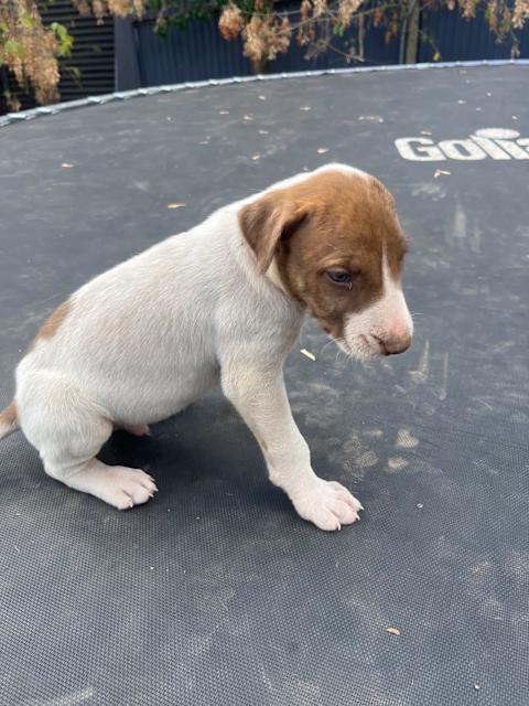 Bully wolf stag mastiff Dane whp | Dogs & Puppies | Gumtree Australia ...