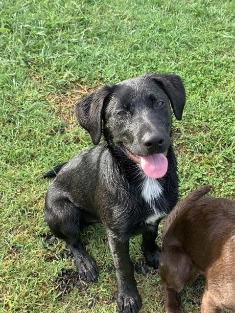 Sweet natured, trainable 5 month Kelpie X puppy male | Dogs & Puppies ...