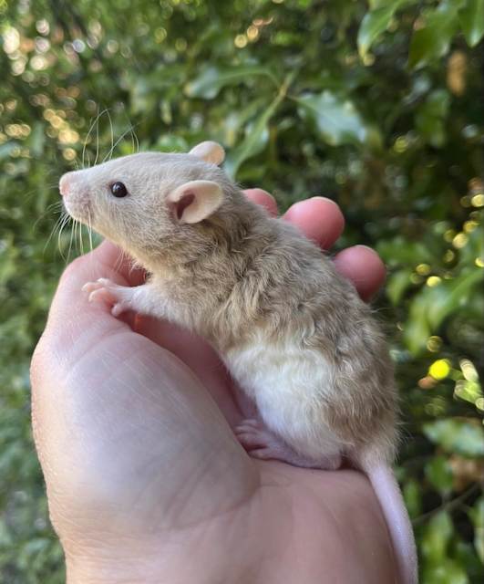 Beautiful Fancy Baby Pet Rats | Other Pets | Gumtree Australia Kingston ...
