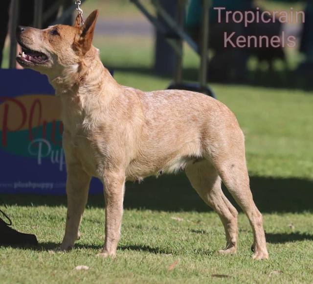 Australian Stumpy Tail Cattle dog | Dogs & Puppies | Gumtree Australia ...