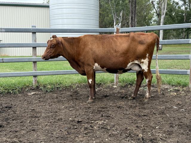 Quiet Foster cows | Livestock | Gumtree Australia Ipswich South ...