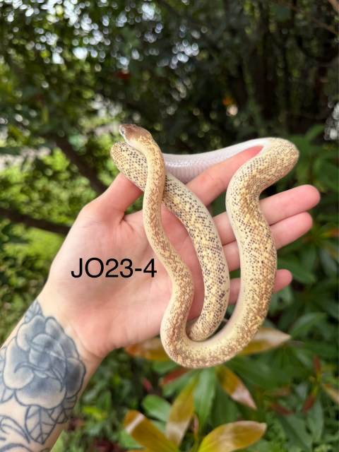 Children’s Pythons - Hatchlings, Yearlings & Adults | Reptiles ...