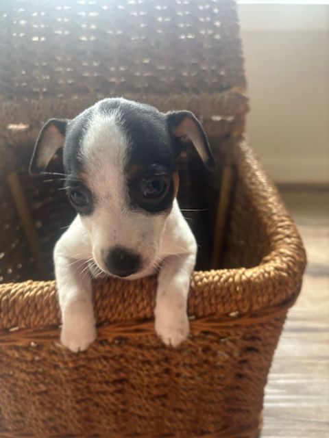 Quality Tenterfield Terrier/Mini Foxie Puppies | Dogs & Puppies ...