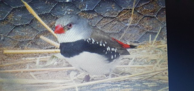 Finches for sale. | Birds | Gumtree Australia Swan Area - Middle Swan ...