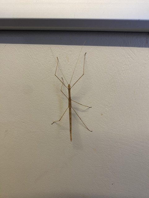 Cyclone Larry Stick Insects | Other Pets | Gumtree Australia Frankston ...