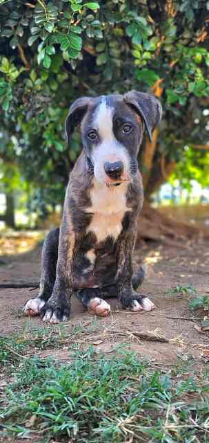 Meet Luda!! | Dogs & Puppies | Gumtree Australia Cairns City ...