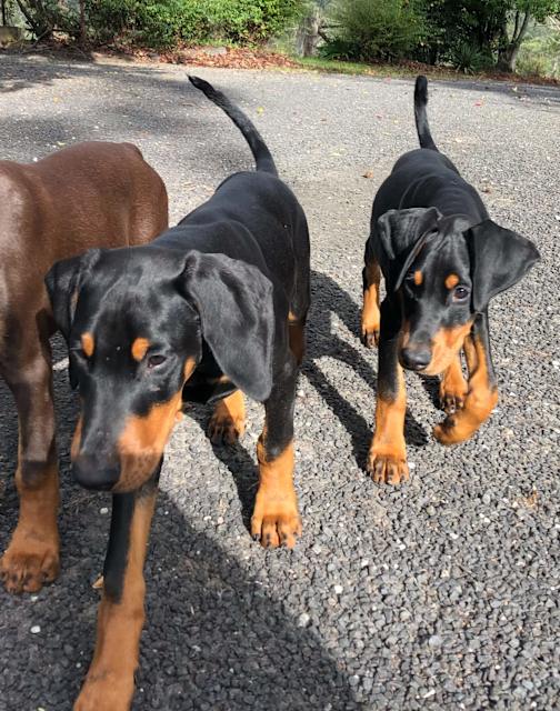 Meet Katja and Odin, two stunning, Doberman puppies! | Dogs & Puppies ...