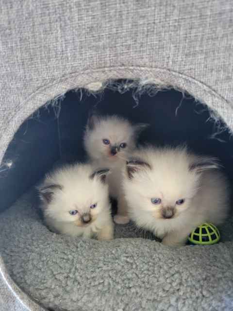 Ragdoll babies purebred | Cats & Kittens | Gumtree Australia Gladstone ...