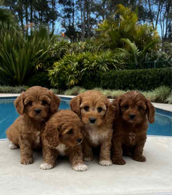 Cavoodle puppies first generation DNA clear | Dogs & Puppies | Gumtree ...