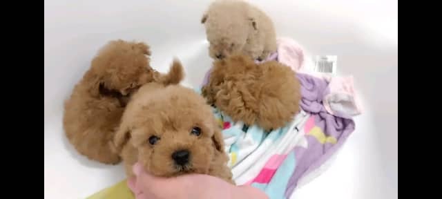 Purebred Apricot Tiny Toy Poodle Puppies | Dogs & Puppies | Gumtree ...