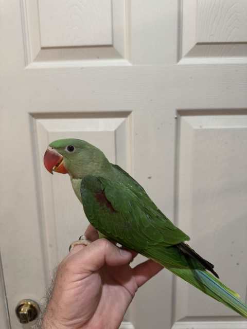 Hand Raised Alexandrine Parrots | Birds | Gumtree Australia Logan Area ...