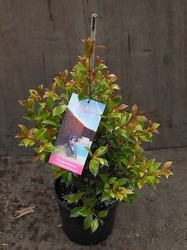 FAST GROWING HEDGE Backyard Bliss Lilly Pilly 200mm pots NSW, QLD, VIC ...