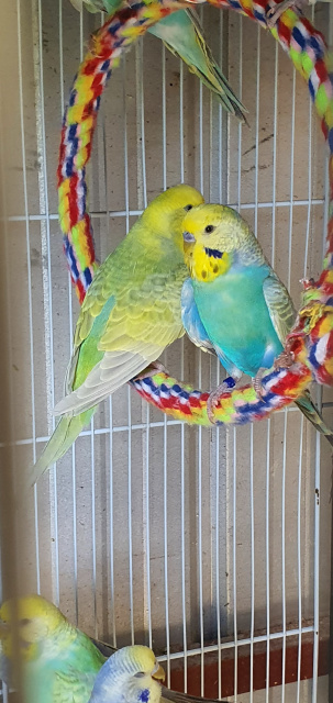 Beautiful budgies babies and young adults. | Birds | Gumtree Australia ...
