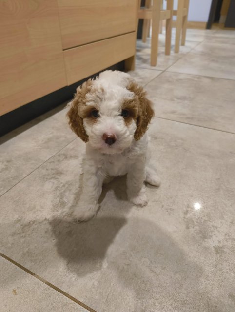 Cavoodle female blenheim | Dogs & Puppies | Gumtree Australia Stirling ...