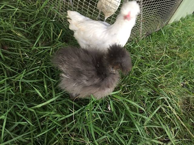 Silkie and Araucana chicks and pullets | Livestock | Gumtree Australia ...