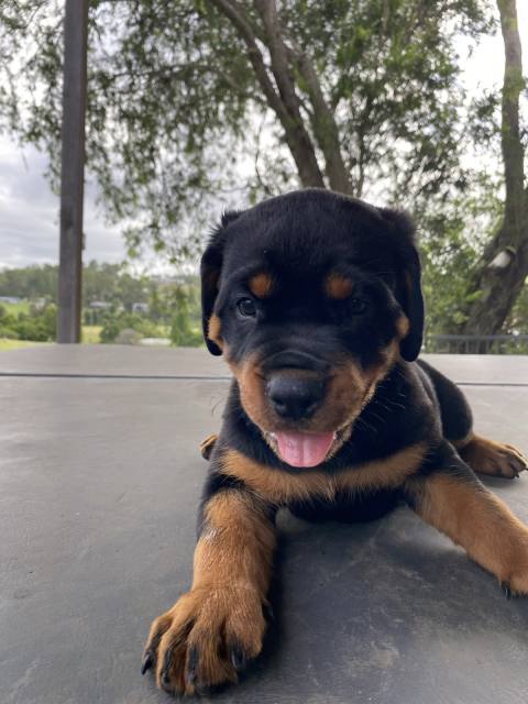 Rottweilers natural bob tail | Dogs & Puppies | Gumtree Australia Noosa ...