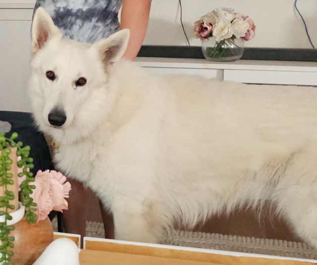 Swiss Shepherd for Sale in Perth! | Dogs & Puppies | Gumtree Australia ...