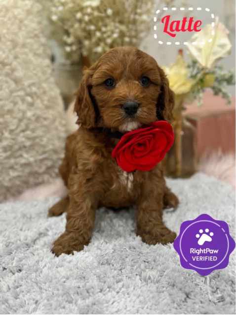 ️Ruby Mini Cavoodle Male Puppies ️ | Dogs & Puppies | Gumtree Australia ...